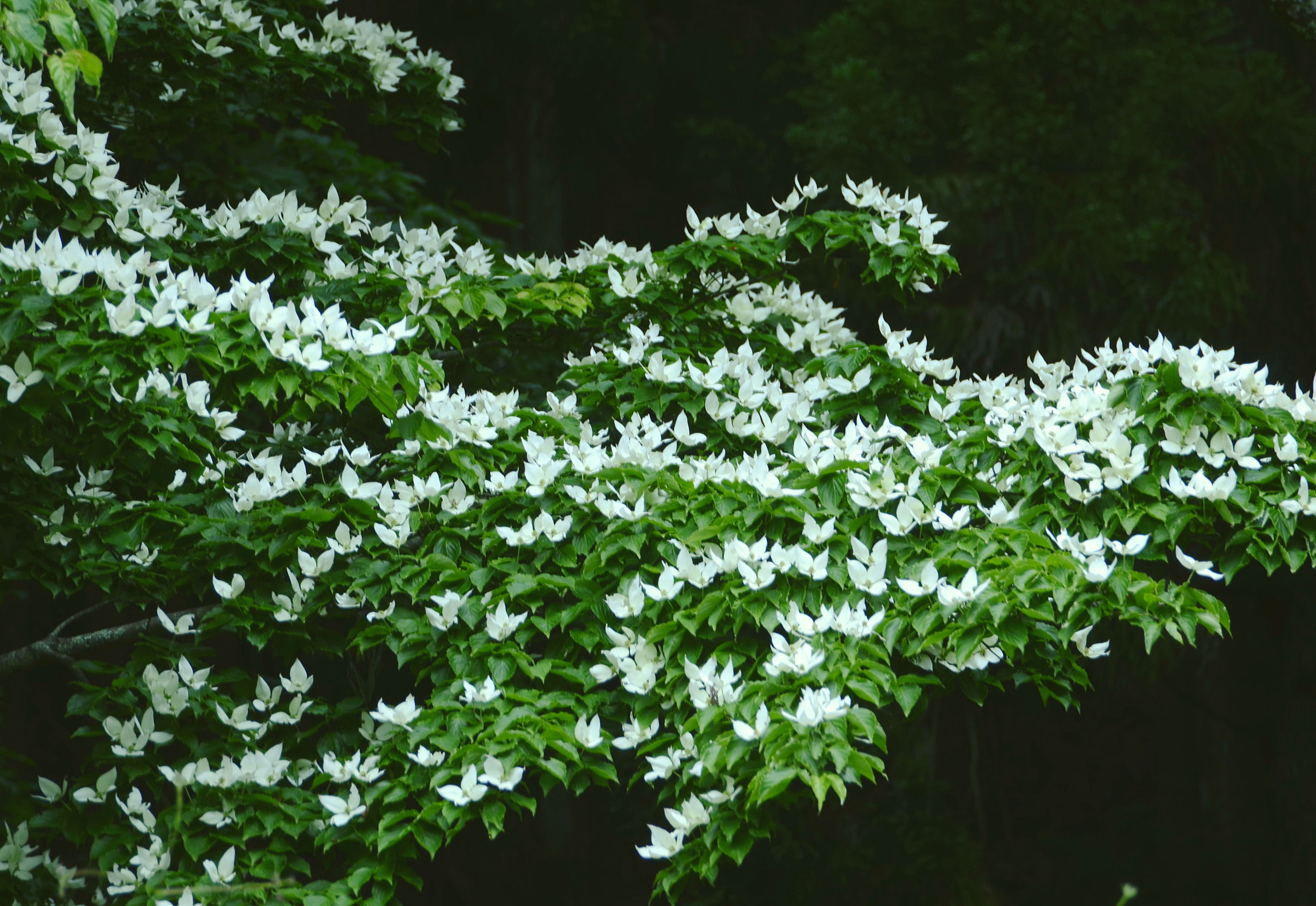 Bloom deep in the mountains of dogwood | Chikara Amano | AWRD