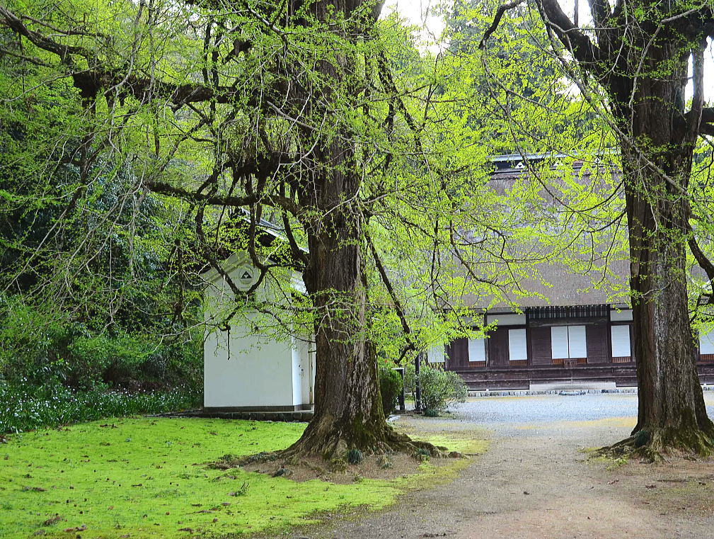 Fresh green big topknot in an koutoku temple #2 | Chikara Amano | AWRD