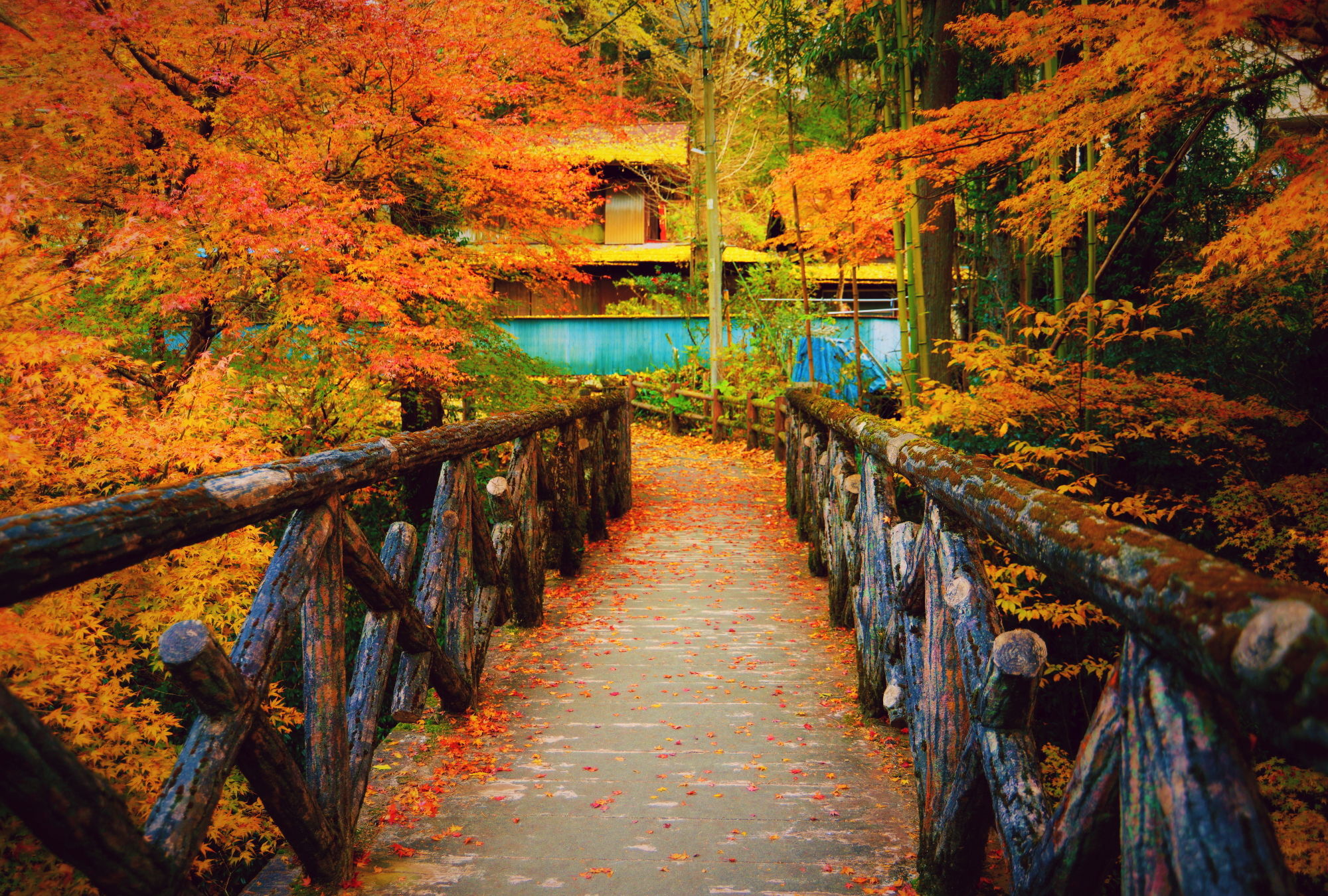Bridges of the autumn-burning mountains | Chikara Amano | AWRD
